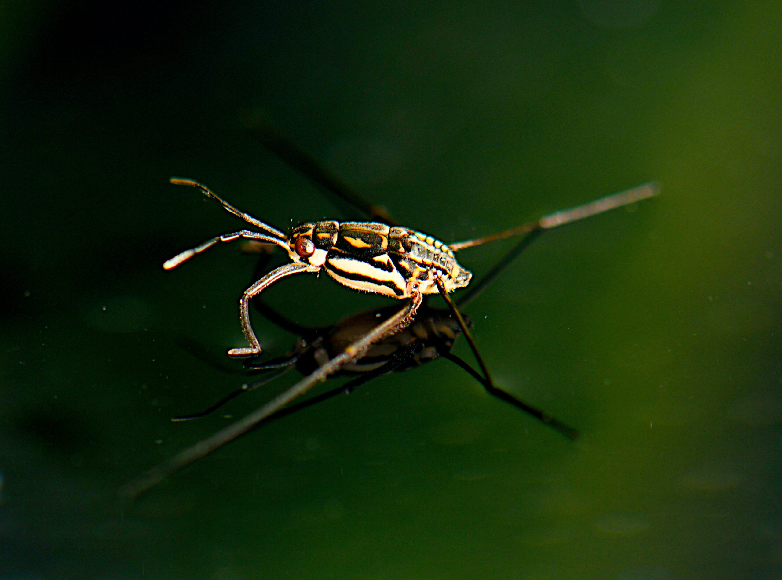 Doing the “righting” thing: How leaping water striders achieve a ...